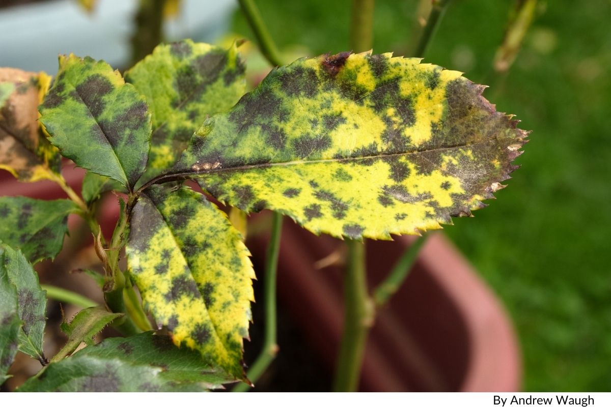 choroby róż, choroby iglaków