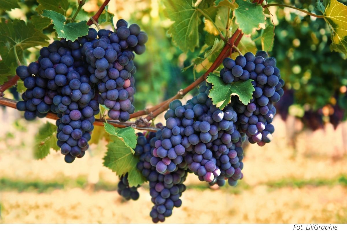 winogrona, winorosl, nawoz do winorosli